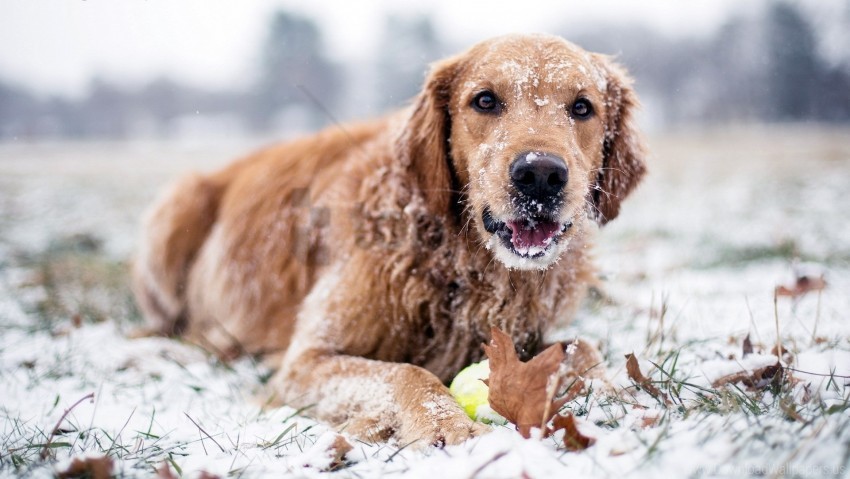 Free download | HD PNG dog snow winter wallpaper background best stock ...