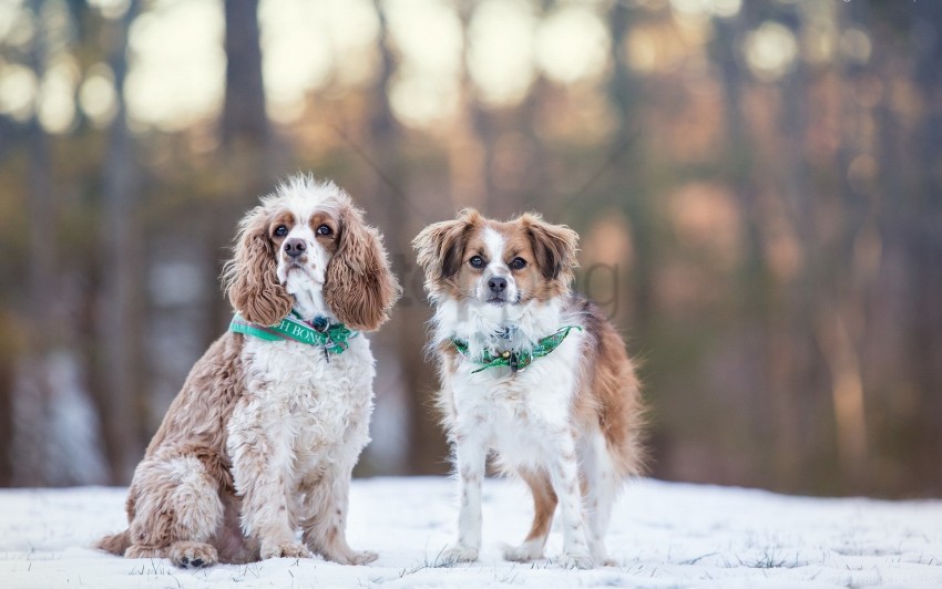 Free download | HD PNG dog snow winter wallpaper background best stock ...