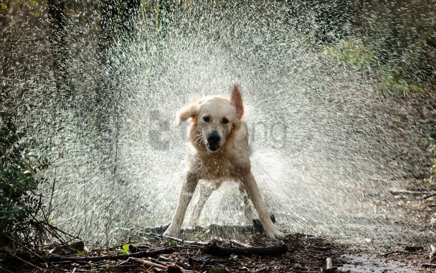 Free download | HD PNG dog spray wool wallpaper background best stock ...
