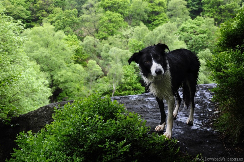 Free download | HD PNG dog wallpaper background best stock photos ...