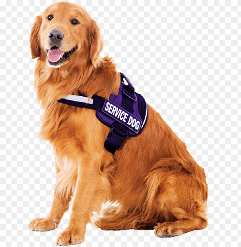 Free download | HD PNG dog web res golden retriever service dog PNG ...