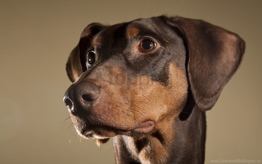 Free download | HD PNG dogs ears eyes face wallpaper background best ...