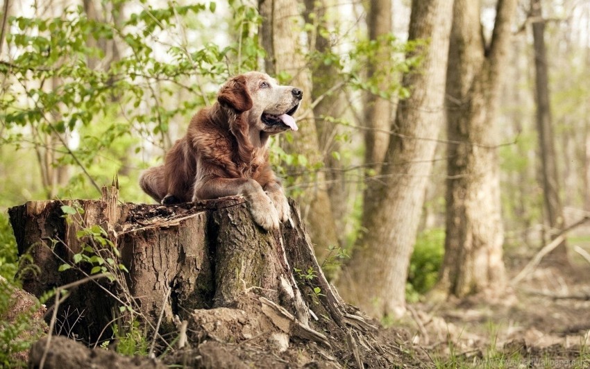 Free download | HD PNG dogs forest grass stump tree wallpaper ...
