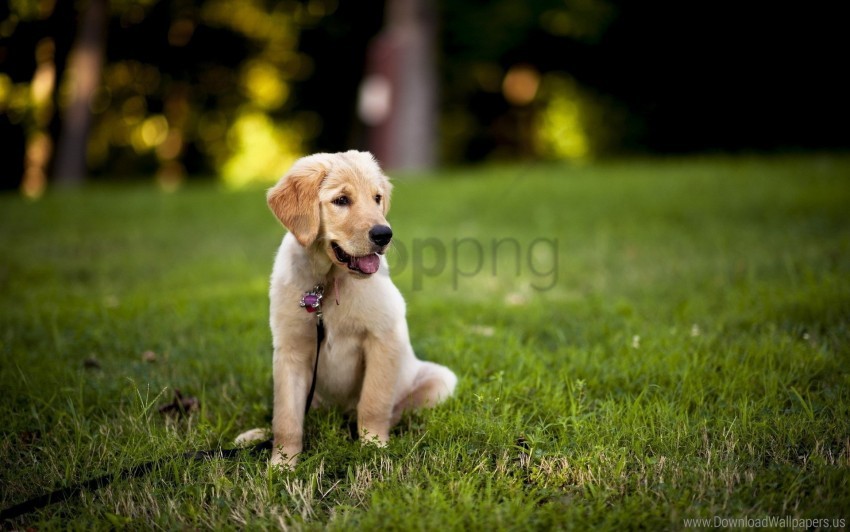 Free download | HD PNG dogs grass puppy sitting wallpaper background ...