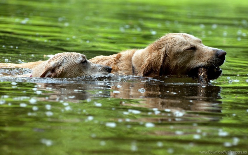Free download | HD PNG dogs hunting playful river swim wallpaper ...