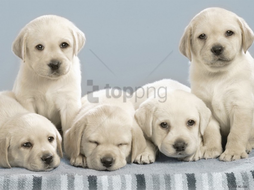 Free download | HD PNG dogs labradors many puppies wallpaper background ...