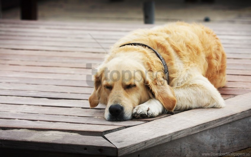 Free download | HD PNG dogs rest sleeping wood floor wallpaper ...