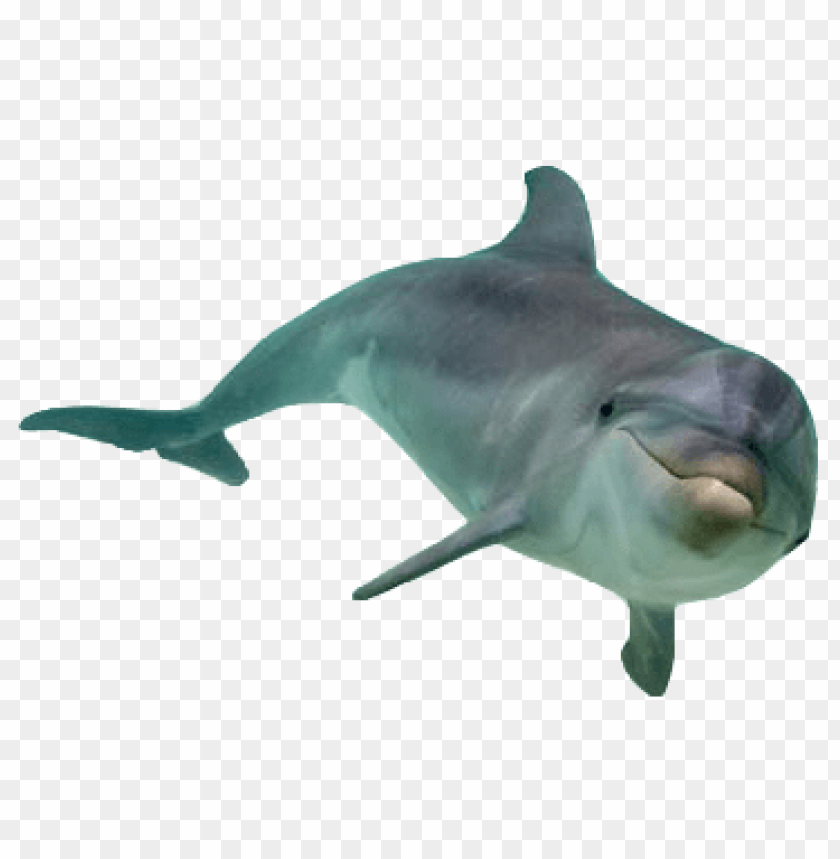 Free download | HD PNG dolphin swimming calmly facing the right png ...