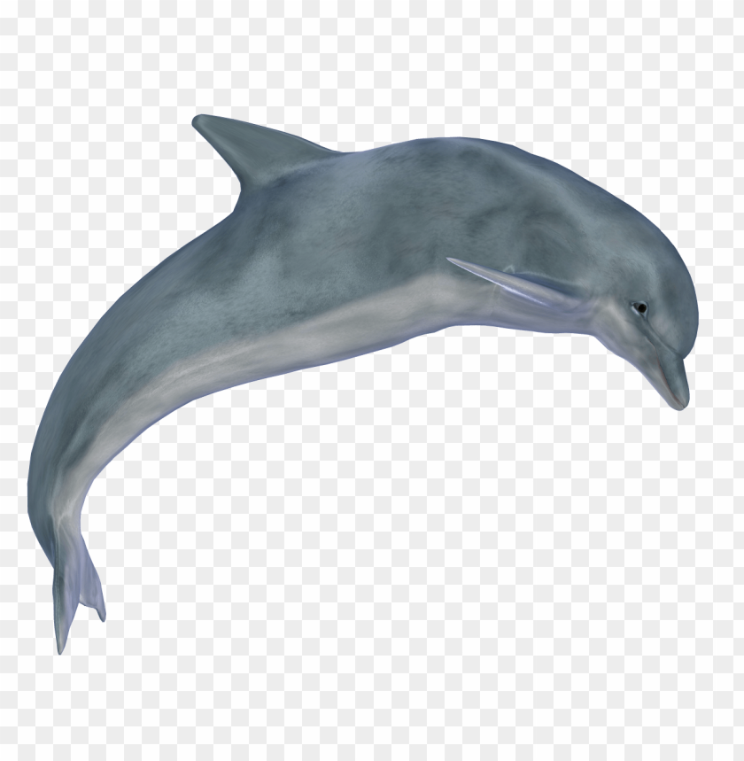 Free download | HD PNG dolphin with blue and silver tones jumping out ...