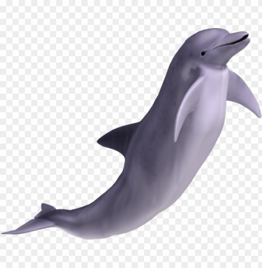 Free download | HD PNG dolphin swimming with soft grey hue curved body ...