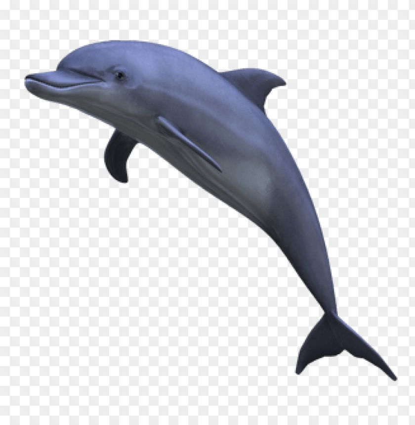 Free download | HD PNG dolphin swimming dynamically side view png | TOPpng