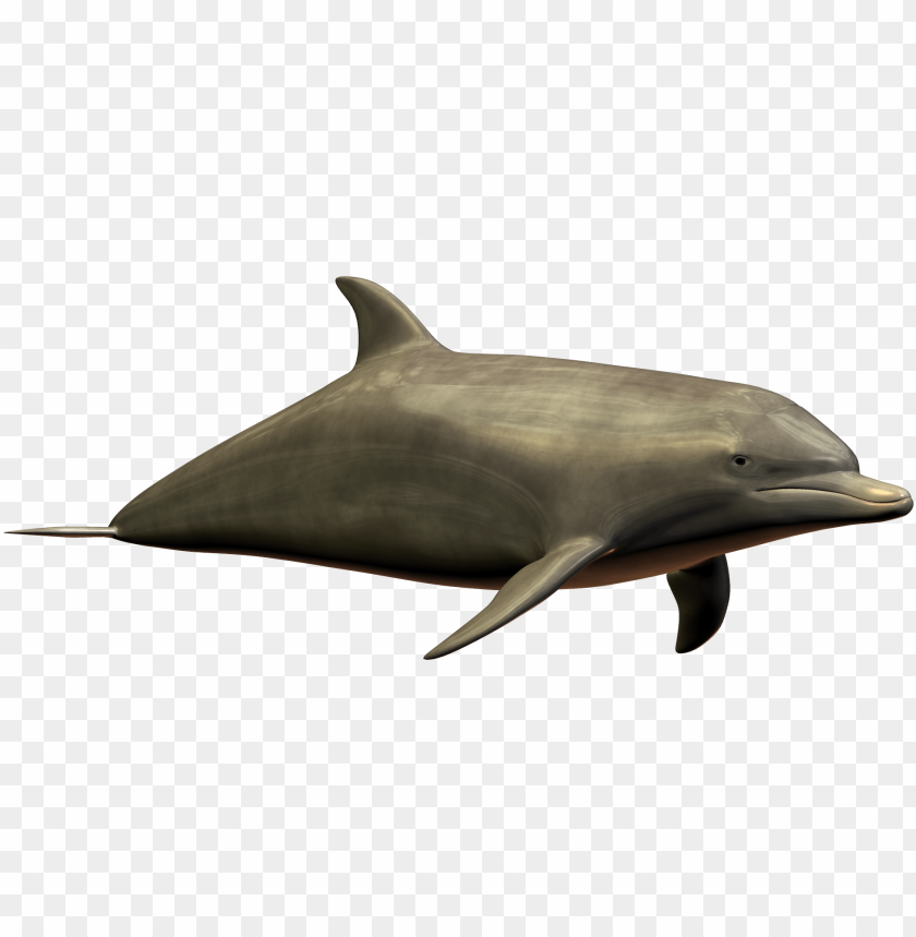 Free download | HD PNG dolphin swimming with curved body side profile ...