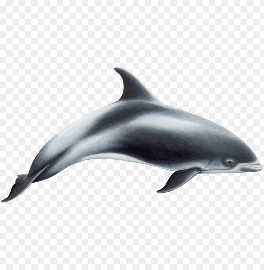 Free download | HD PNG dolphin png images background - Image ID 1791 ...