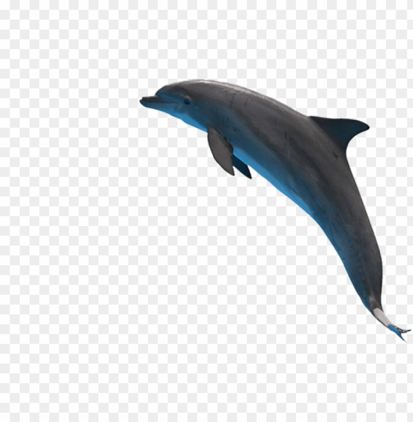 Free download | HD PNG dolphin swimming fast with side view sharp ...