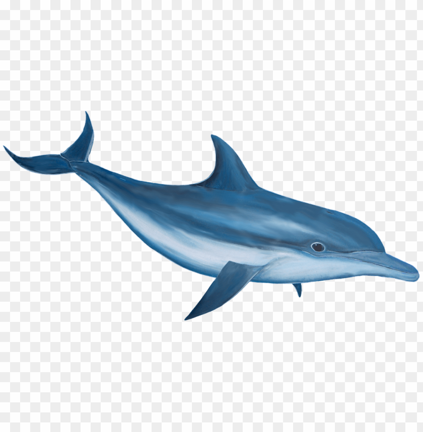 Free download | HD PNG dolphin swimming with blue hue dynamic pose png ...