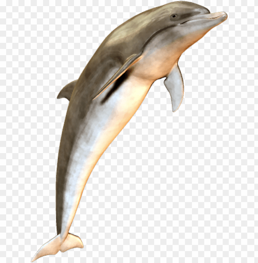 Free download | HD PNG dolphin jumping out of water sleek and playful ...