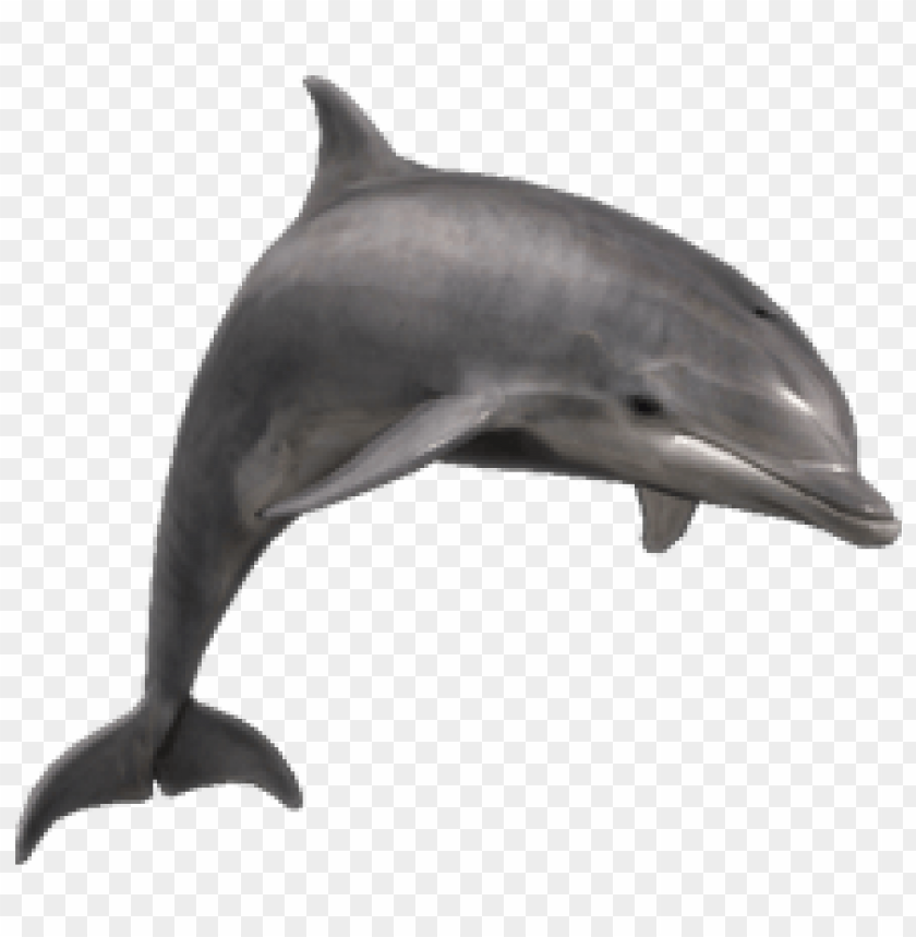 Free download | HD PNG dolphin swimming forward streamlined body png ...