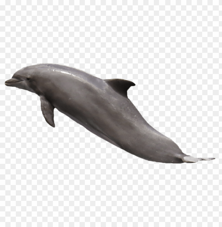 Free download | HD PNG gray dolphin leaping out of the water png | TOPpng