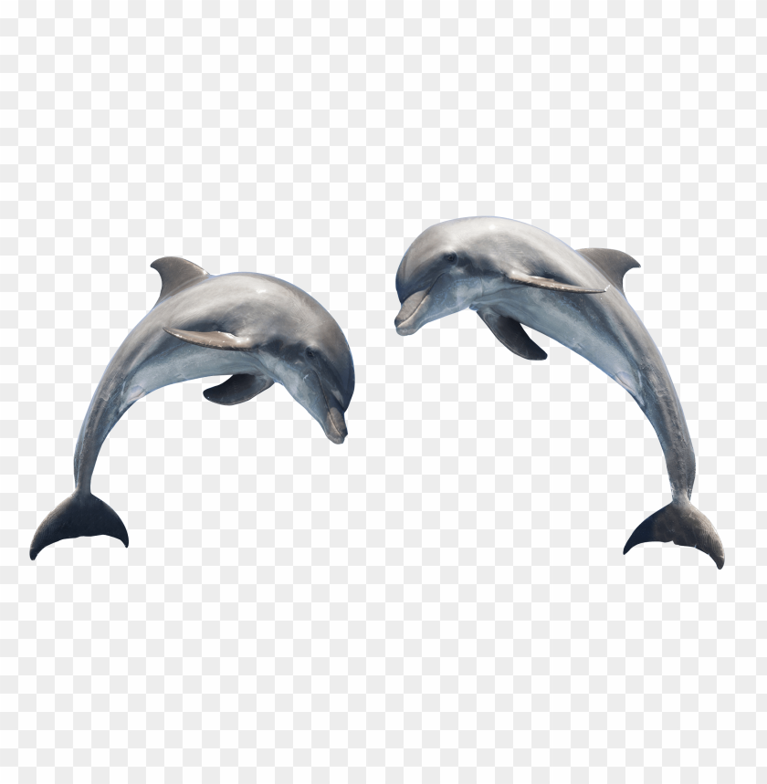 Free download | HD PNG pair of dolphins jumping png | TOPpng