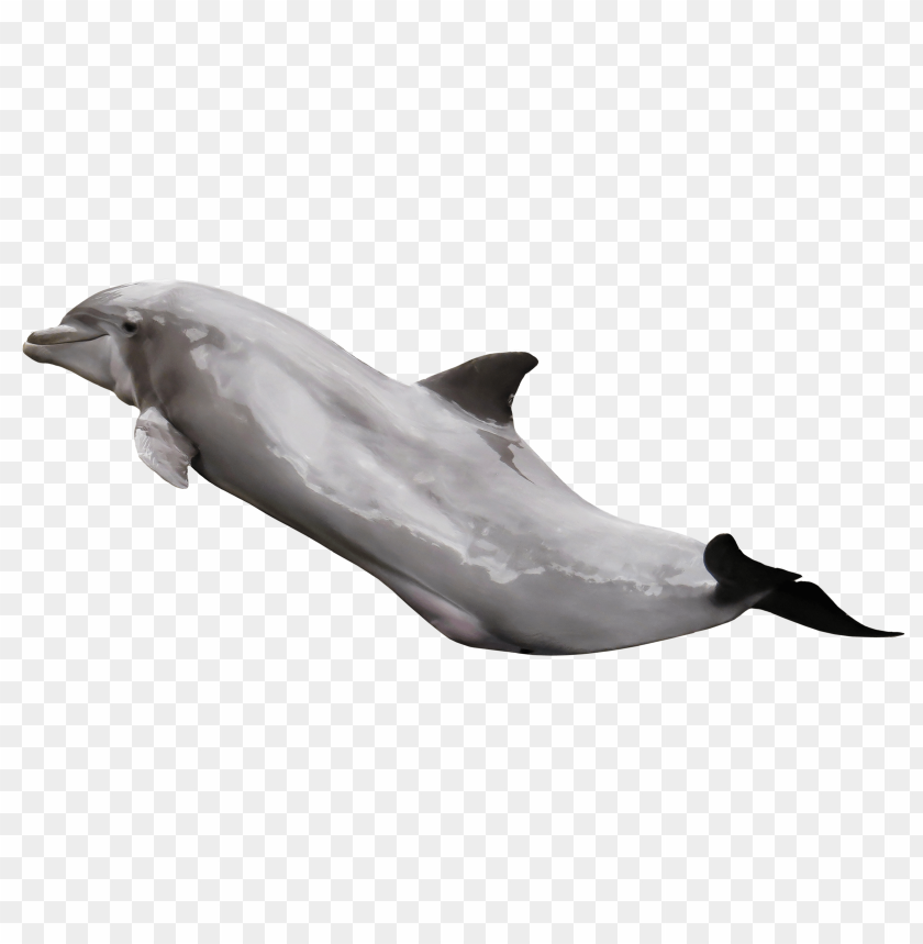 Free download | HD PNG dolphin jumping png | TOPpng
