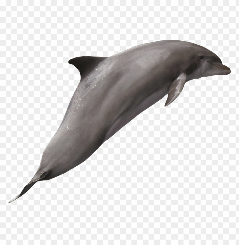 Free download | HD PNG gray dolphin jumping png | TOPpng