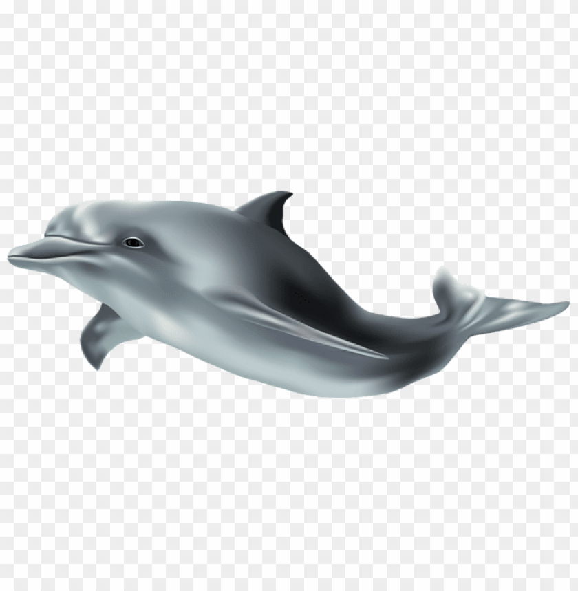 Free download | HD PNG dolphin clipart png photo - 54215 | TOPpng
