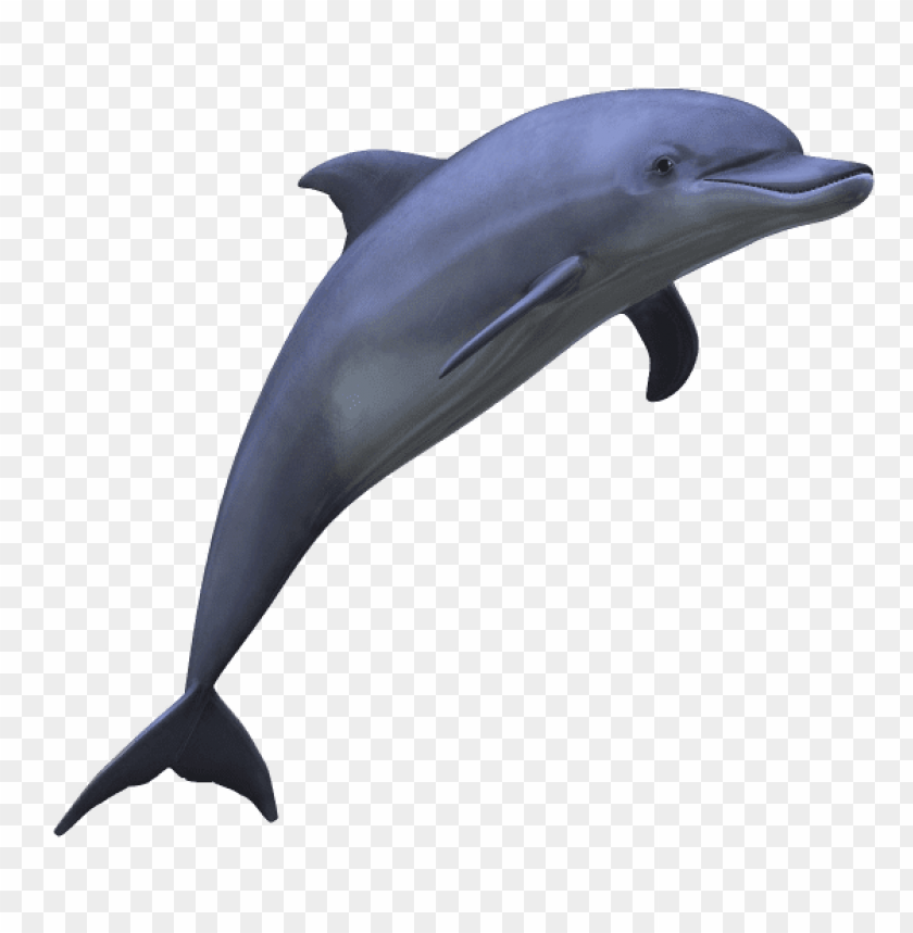 Free download | HD PNG dolphin | TOPpng