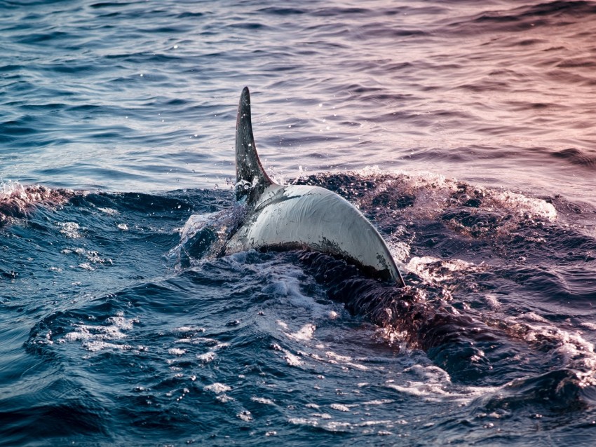 Free download | HD PNG dolphin fin waves water sea 4k wallpaper | TOPpng