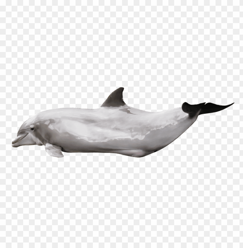 Free download | HD PNG dolphin gleaming png images background - Image ...