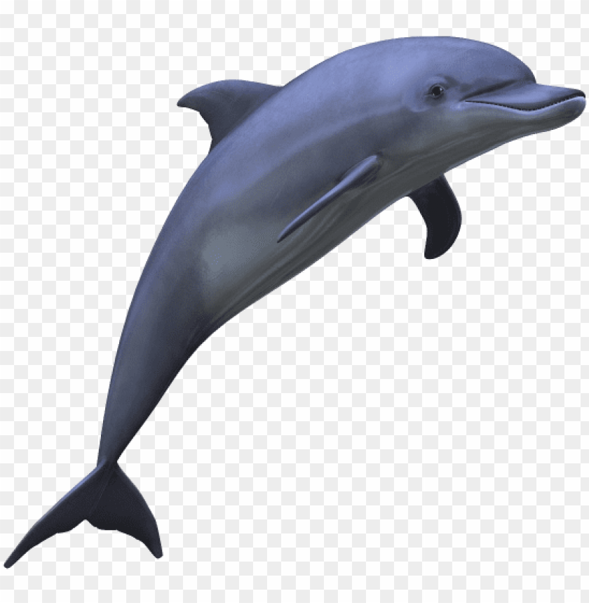 Free download | HD PNG dolphin png picture dolphin PNG transparent with ...