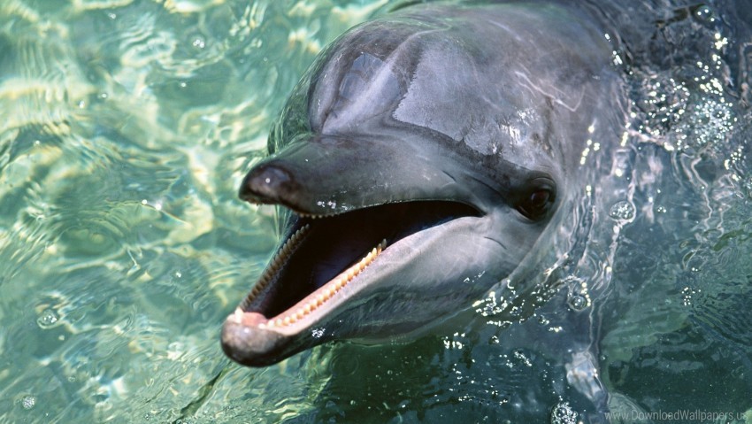 Free download | HD PNG dolphin teeth water wallpaper background best ...