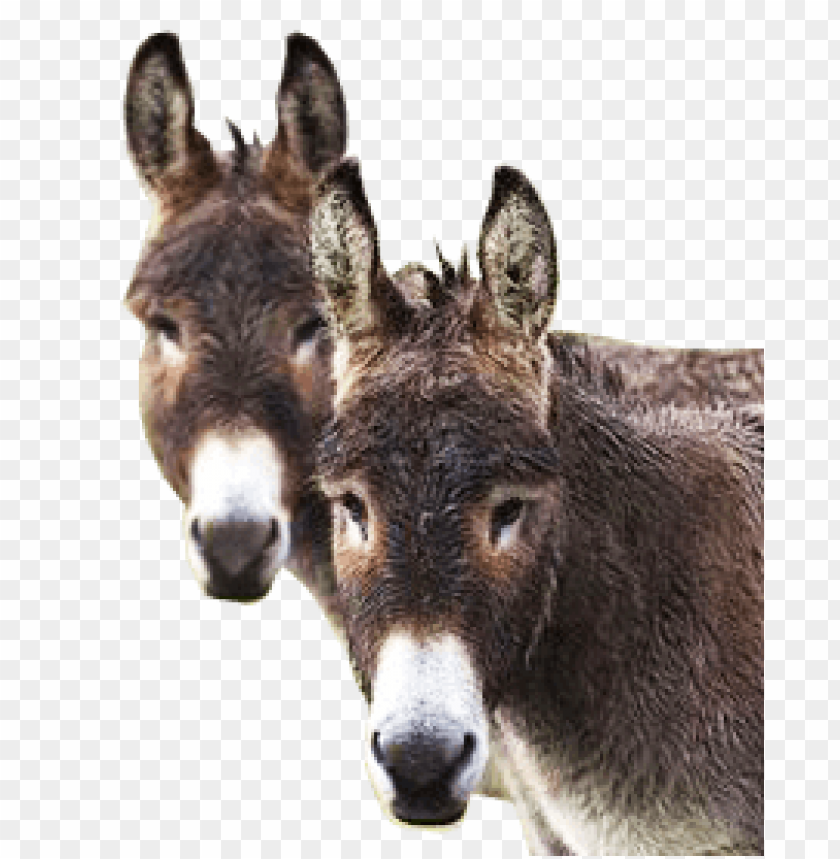 Free download | HD PNG three donkeys standing together front facing ...