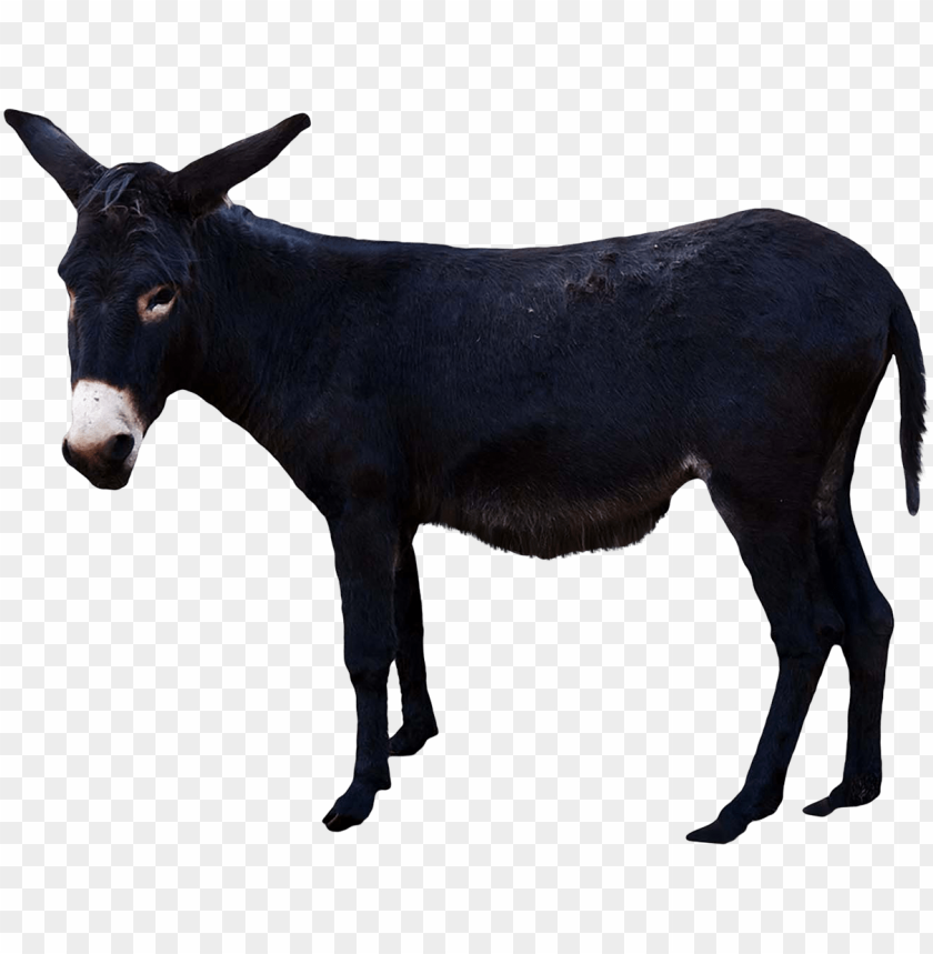 Free download | HD PNG black donkey standing with long ears and curved ...