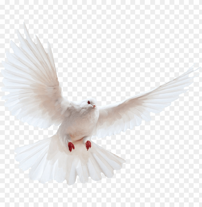 Free download | HD PNG dove transparent background PNG transparent with ...