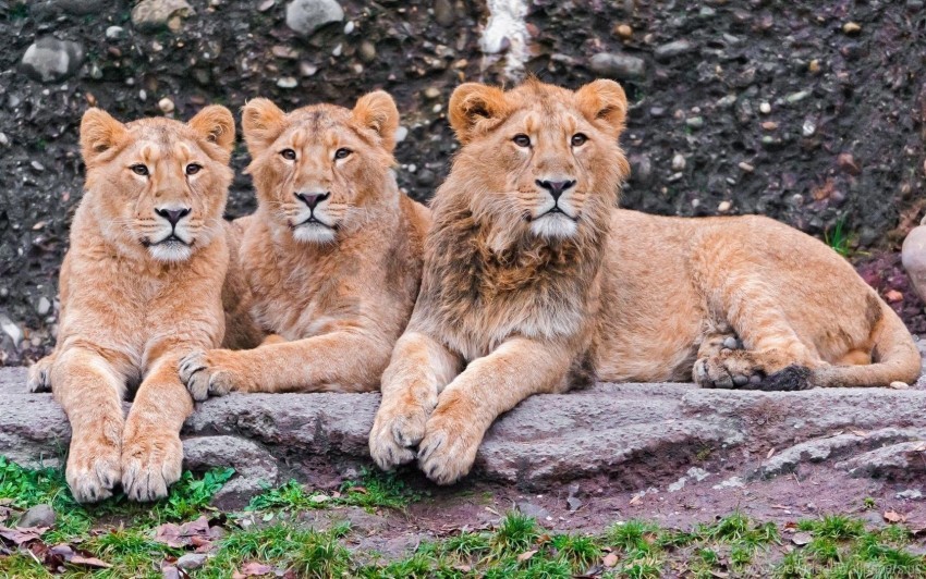 Free download | HD PNG down family lions predators wallpaper background ...