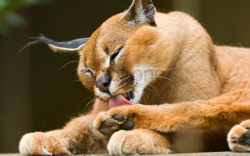 Free download | HD PNG down lick lynx predator puma wallpaper ...