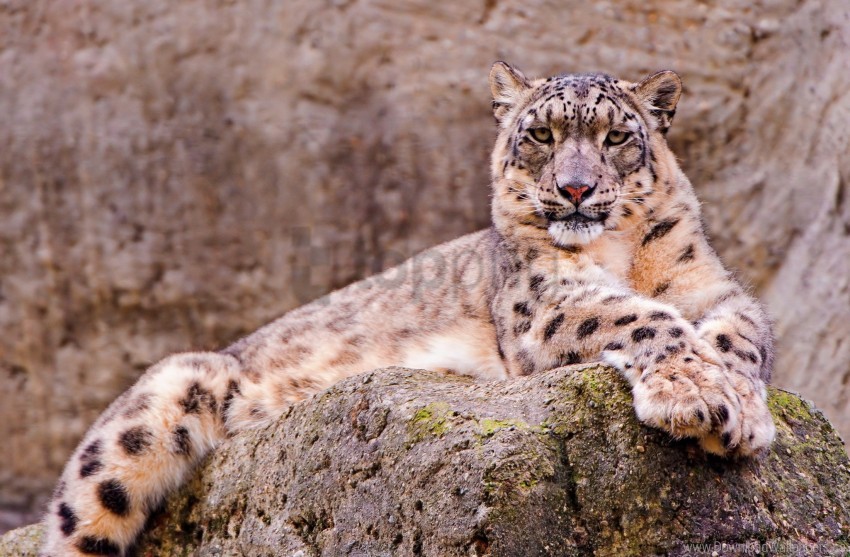 Free download | HD PNG down moss predator snow leopard stone wallpaper ...