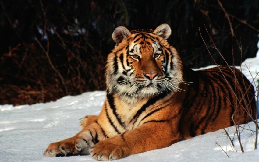 Free download | HD PNG down predator snow tiger wallpaper background ...