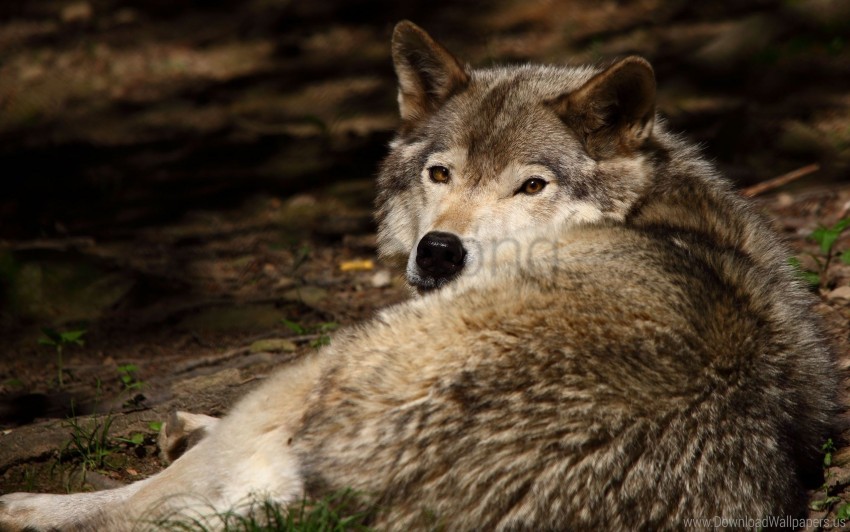 Free download | HD PNG down predator wolf wool wallpaper background ...