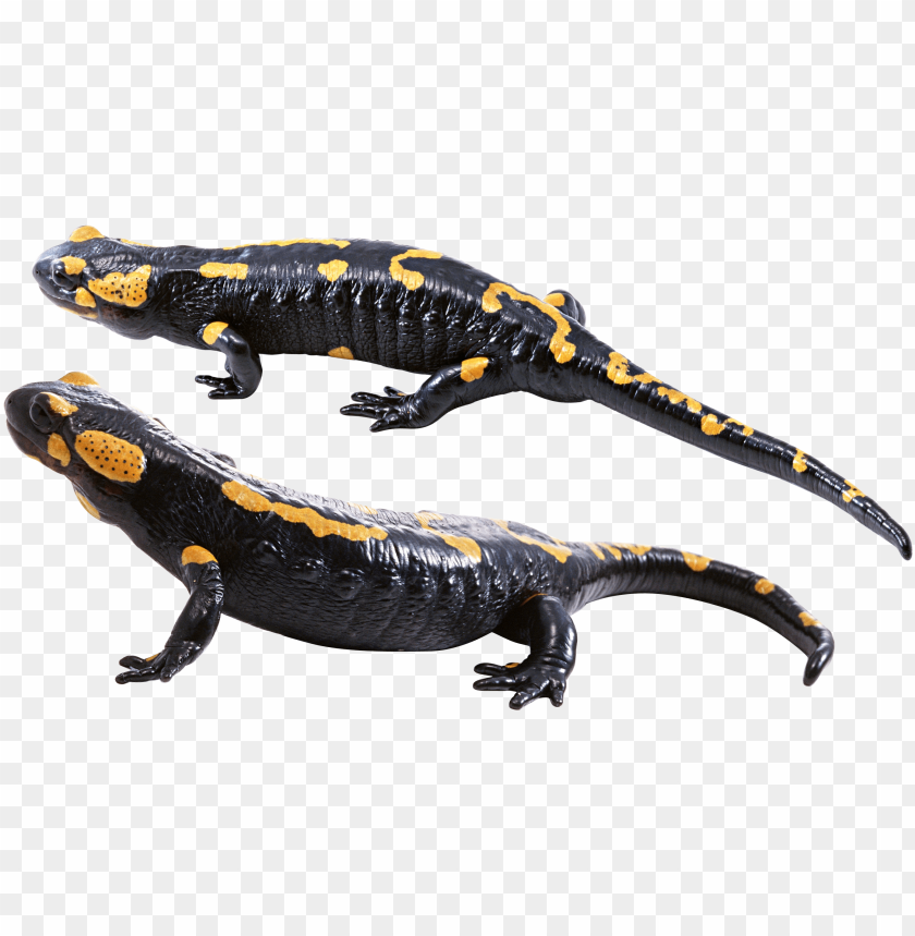 Free download | HD PNG download salamander png transparent PNG ...