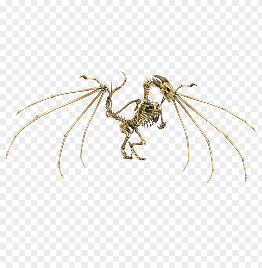 Free download | HD PNG dragon skeleton PNG transparent with Clear ...