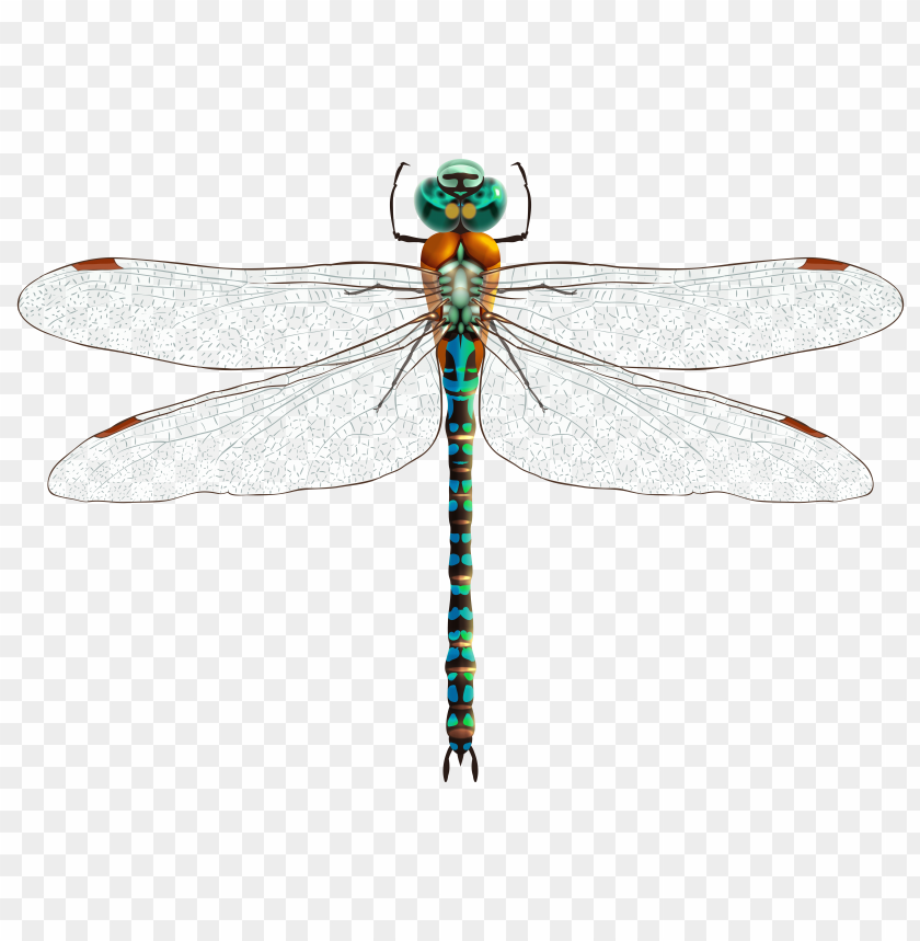 Free download | HD PNG blue dragonfly transparent clipart png photo ...