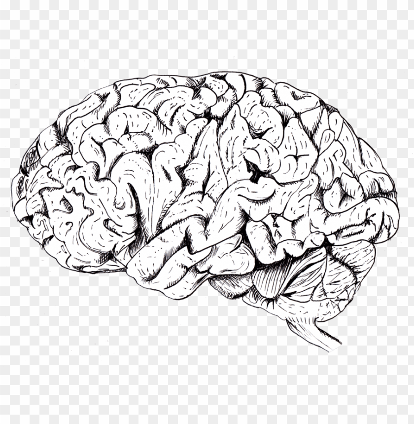 Free download | HD PNG drawn brain tumblr transparent brai PNG ...