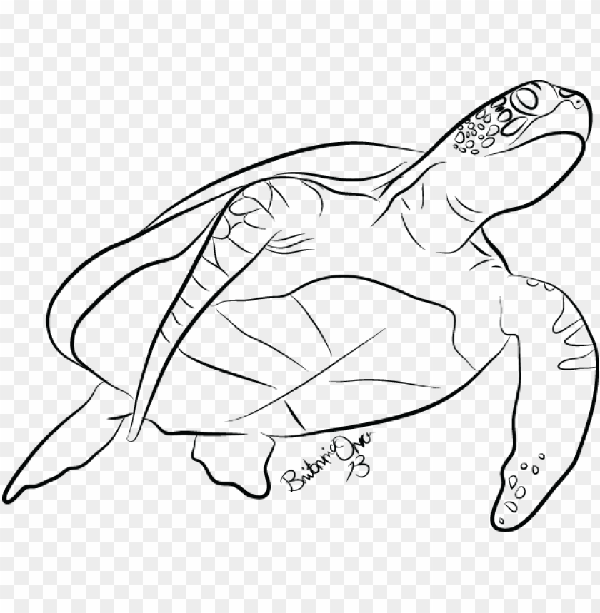 Download drawn sea turtle line drawing - sea turtle line art png - Free ...