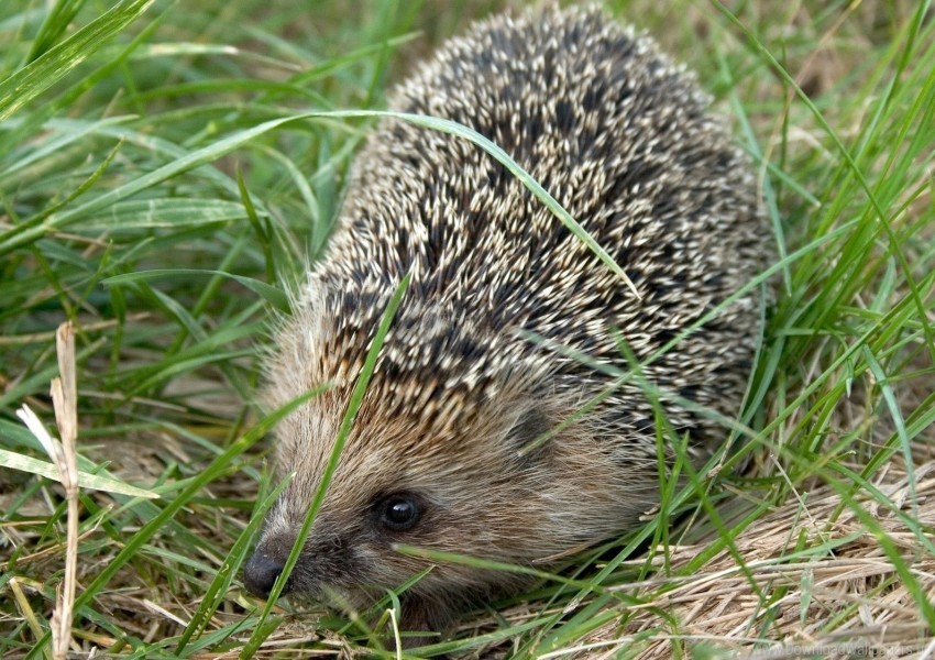 Free download | HD PNG dry grass hedgehog thorn wallpaper background ...