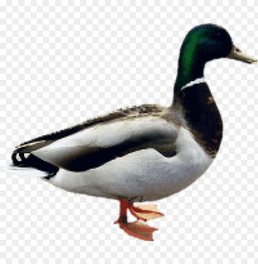 Free download | HD PNG mallard duck standing with vibrant green head ...