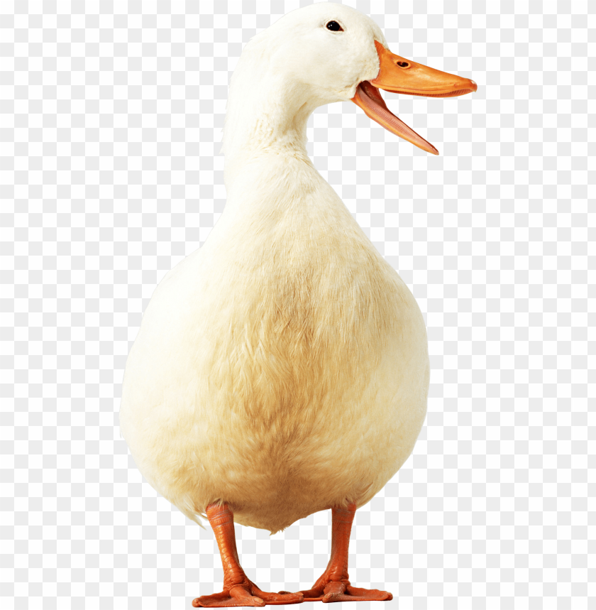 Free download | HD PNG white duck standing with bright orange beak and ...