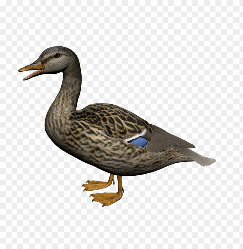 Free download | HD PNG duck walking with grey and brown feathers side ...