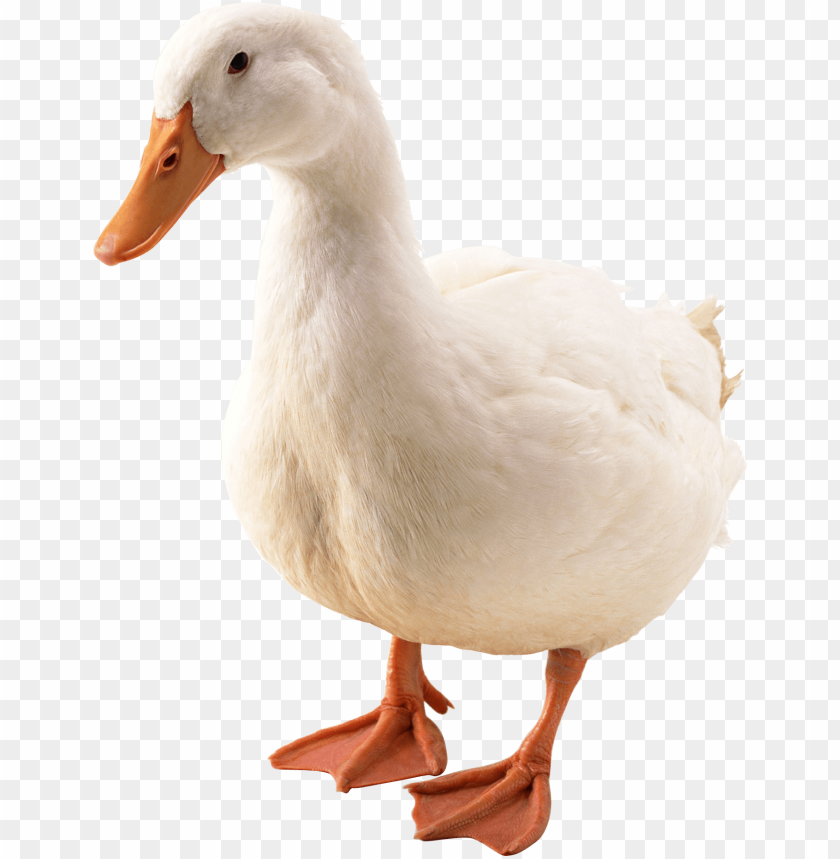 Free download | HD PNG white duck standing with orange beak and feet ...
