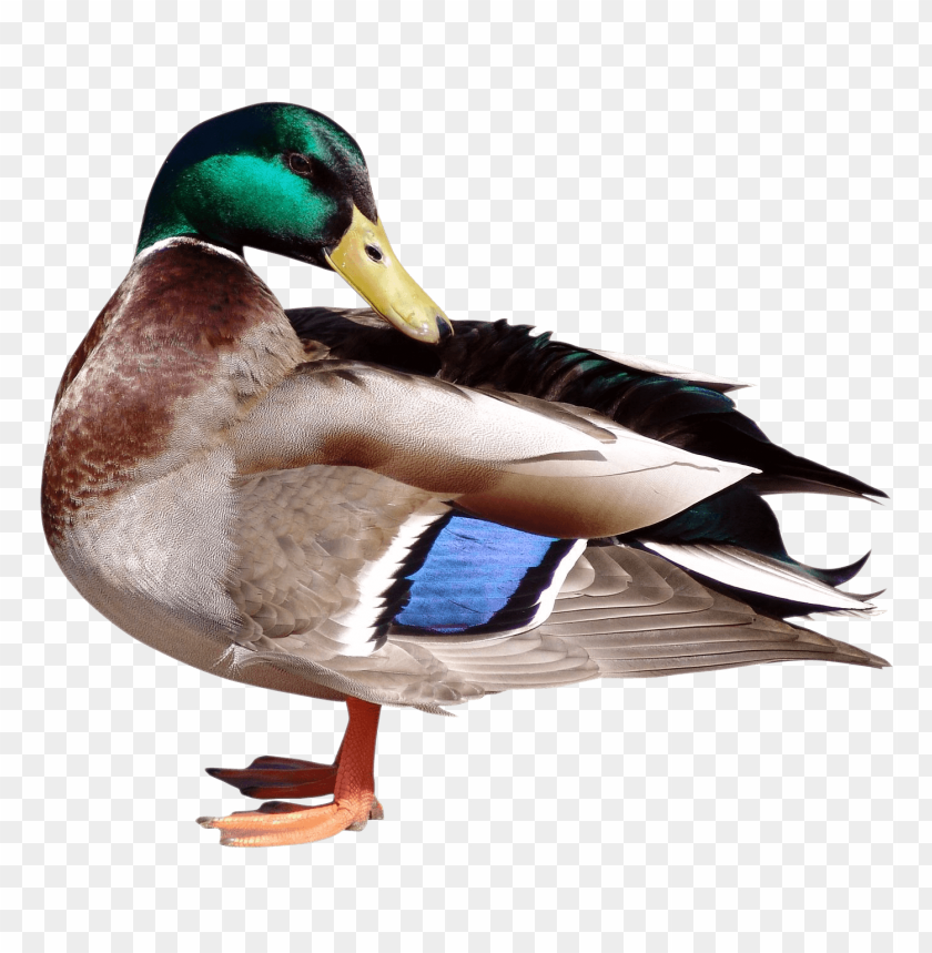 Free download | HD PNG wild duck standing on the ground with colorful ...